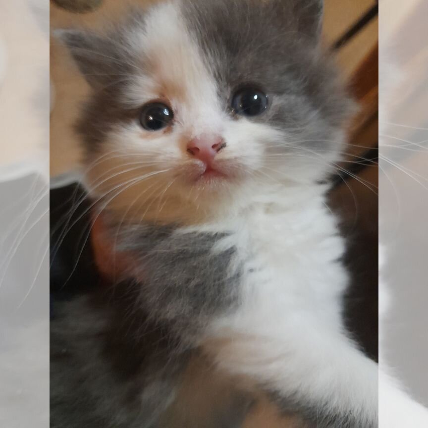 Шотландский котенок