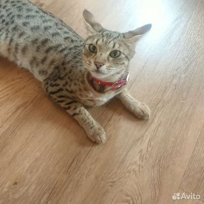 Саванна f5 вязка