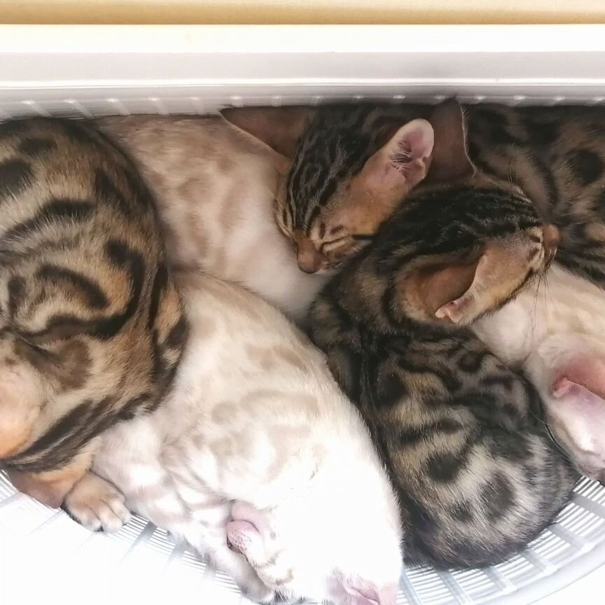 Бенгальские котята