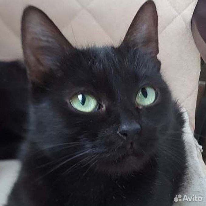 Миниатюрная черная пантерка Лиза, ждет хозяина