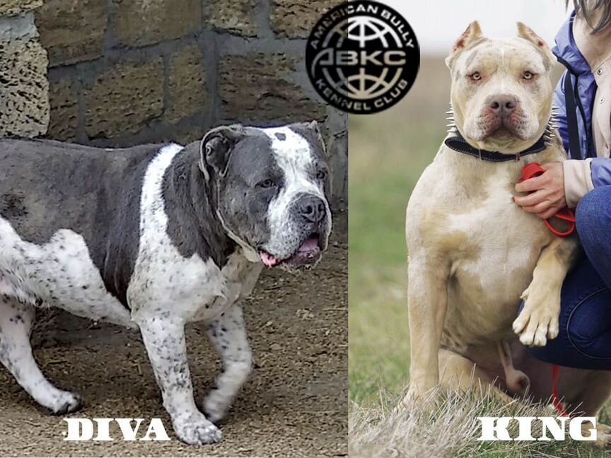 Американский Булли XL/XXL щенки элитных кровей США