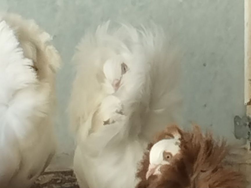 Белые голуби для свадеб