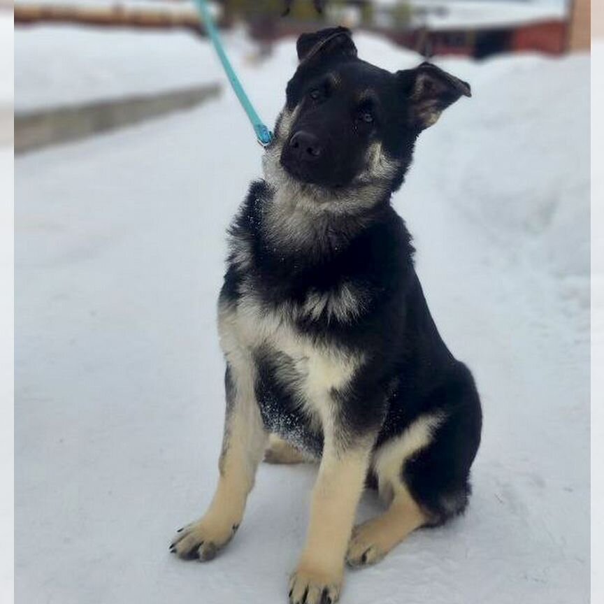 Восточноевропейская овчарка, девочка