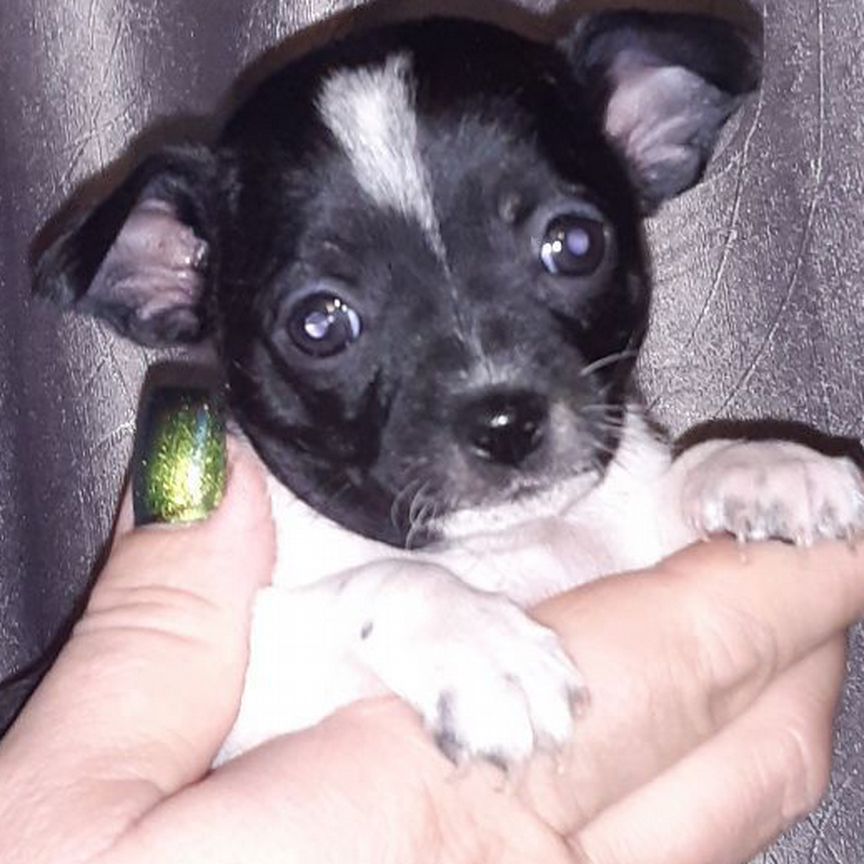 Чихотойчики