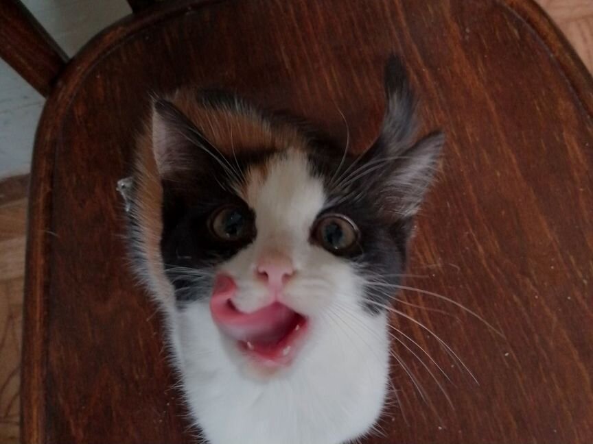 Котята