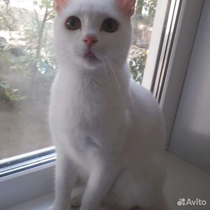 Кошка альбинос в добрые ручки
