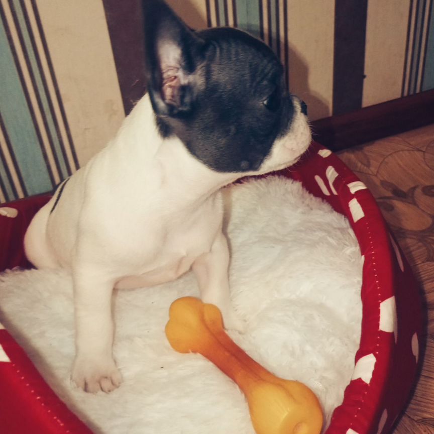 Французский бульдог, щенок