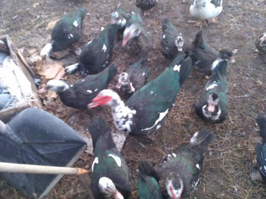 Утки шипуны