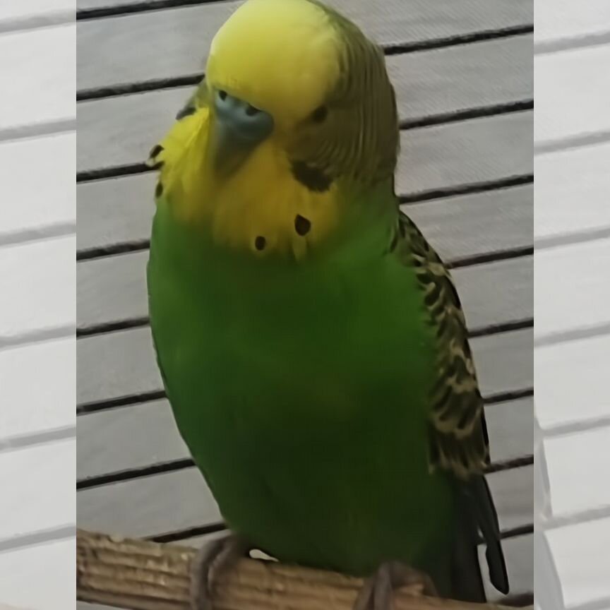 Волнистый попугай. Самец