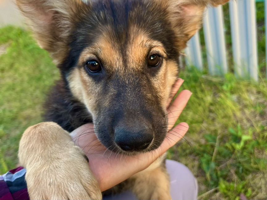 Щенки с дачи овчарки