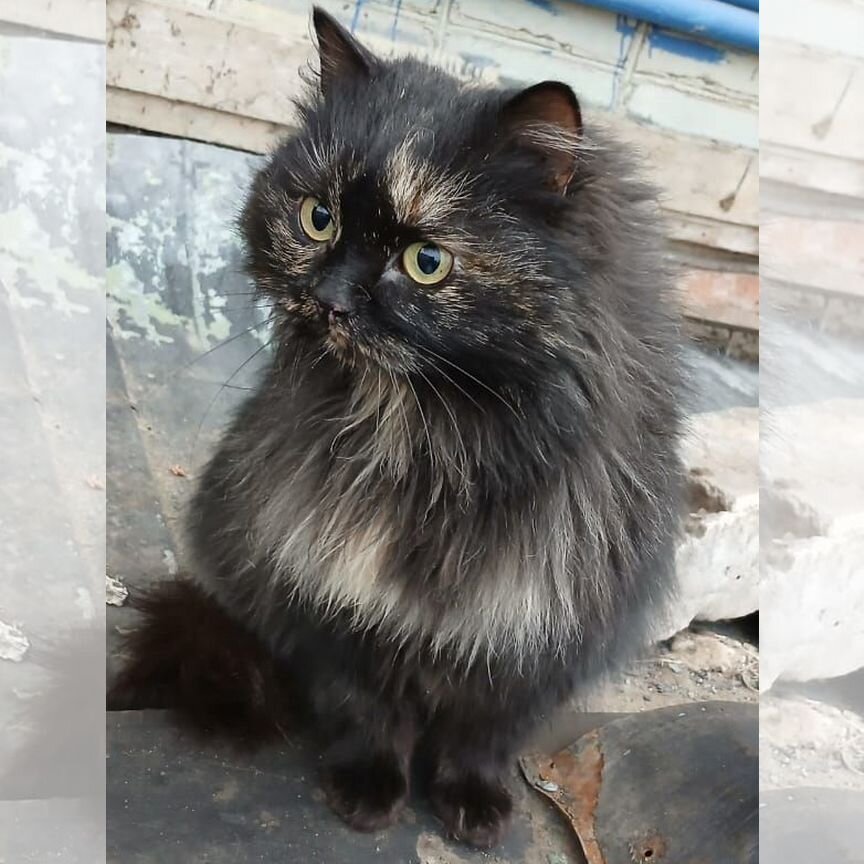 Кошечка ищет дом