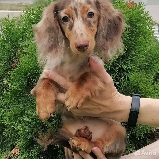 Длинношерстная такса (кролик)