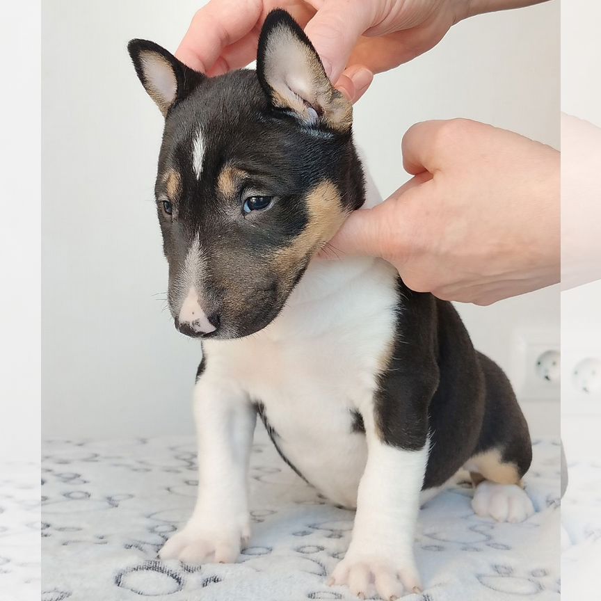 Мини-бультерьер, щенок