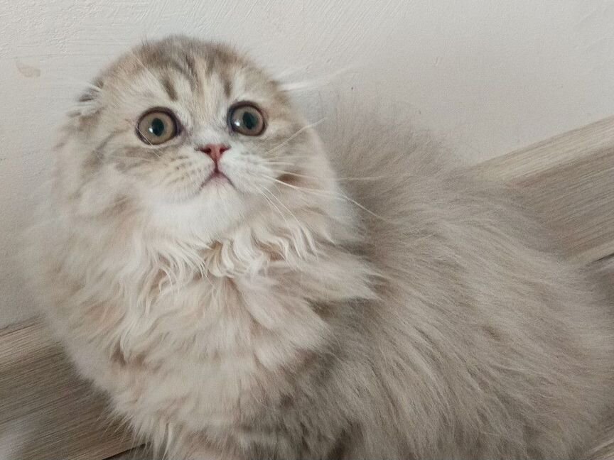 Умница—красавица
