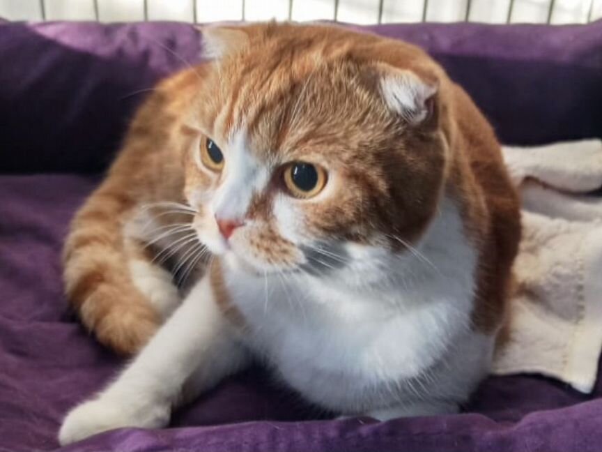 Шотландская вислоухая кошка