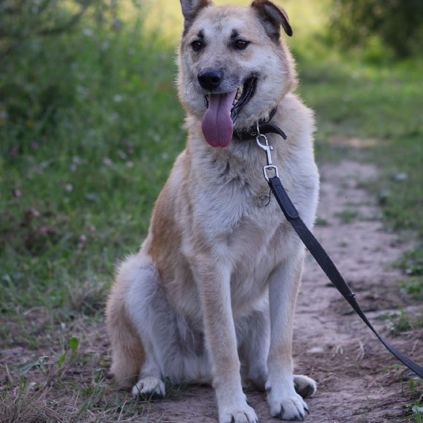 Взрослый пёс в добрые руки