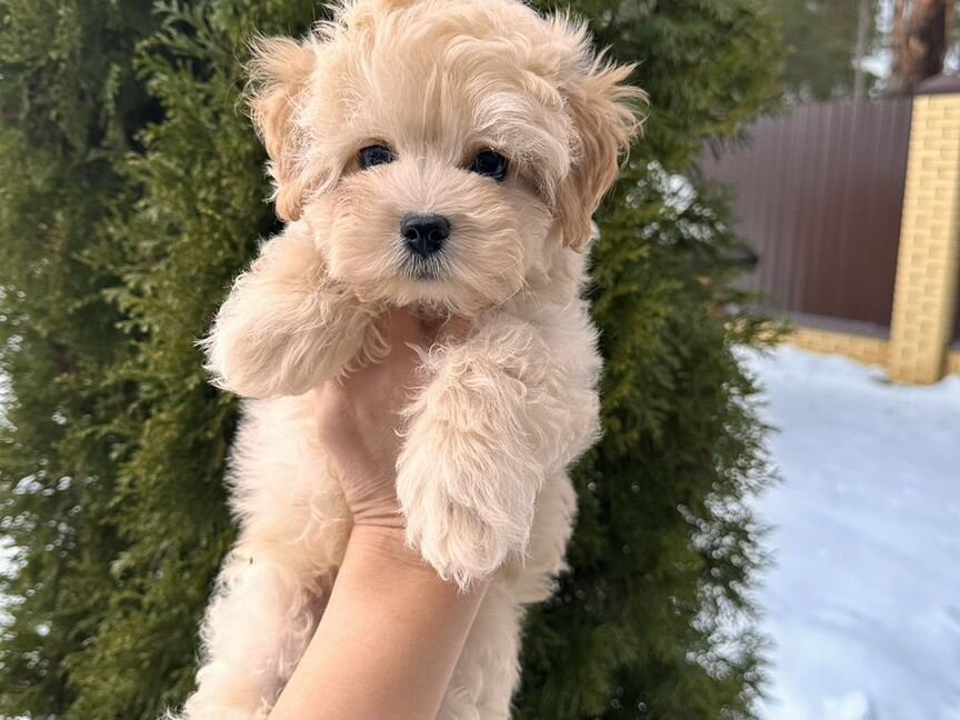 Мальтипу ф1 мини мальчик