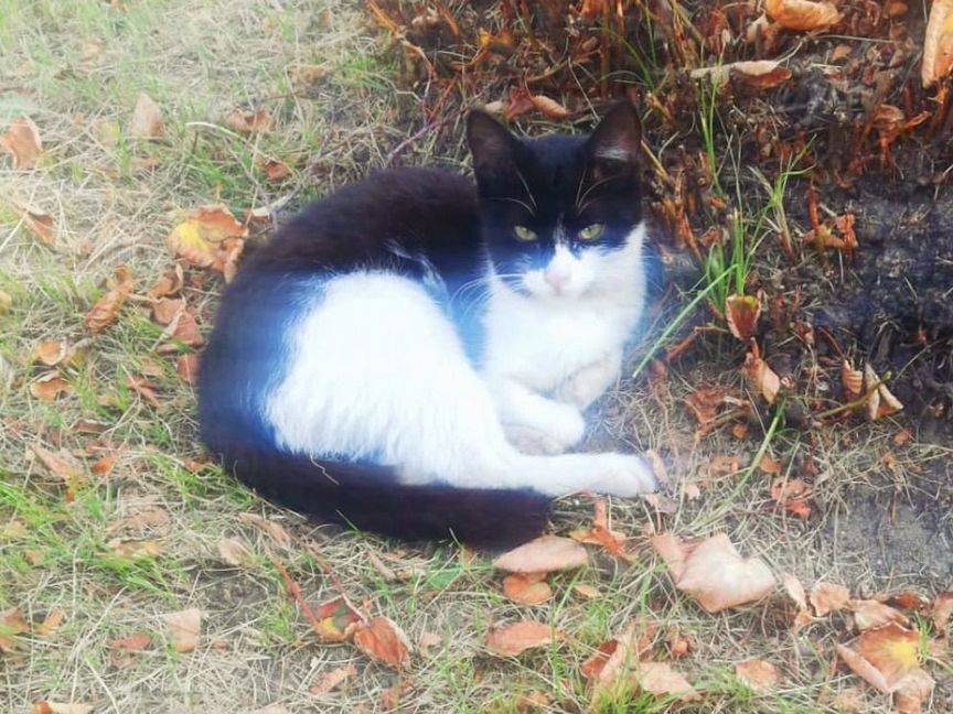 Невезучий котенок нуждается в доме