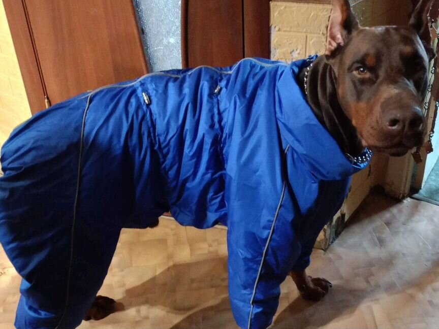 Доберман вязка