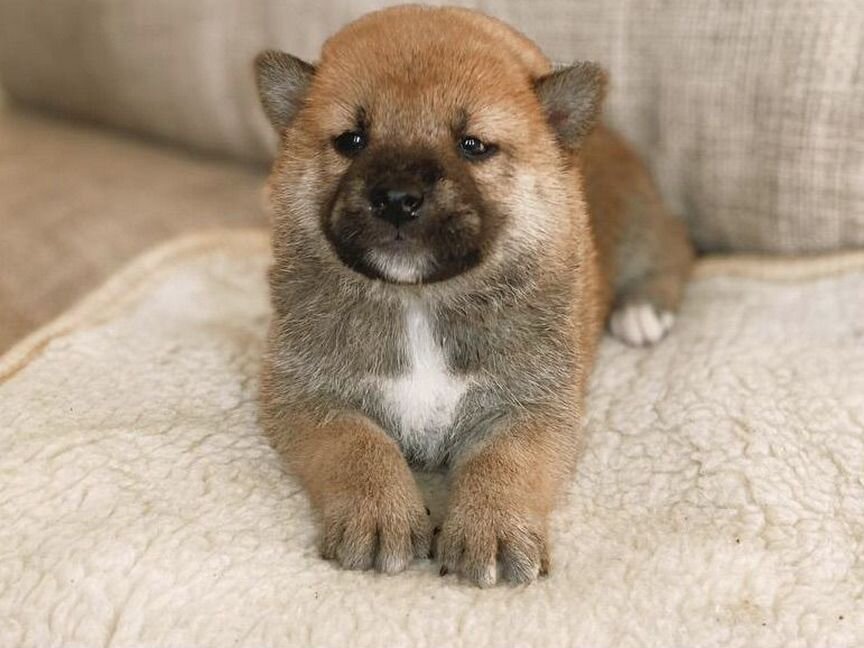 Щенки сиба шиба ину от звездных родителей