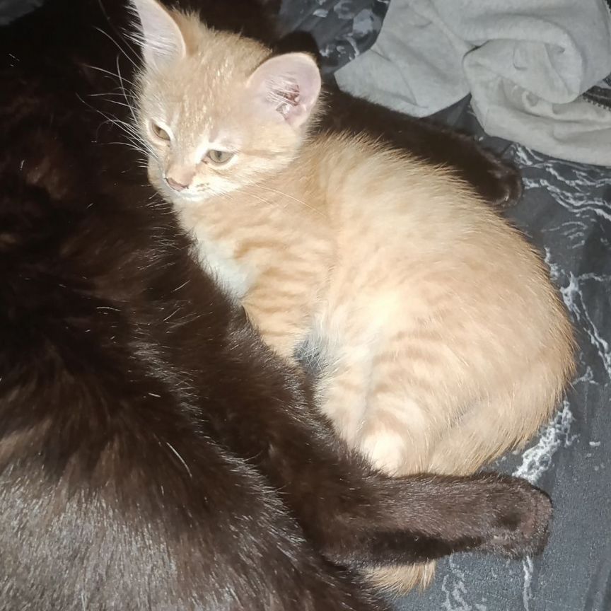 Котёнок в добрые руки