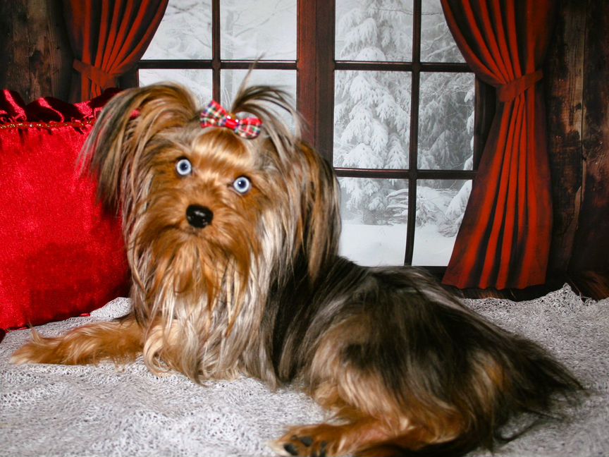 Шикарный голубоглазый мальчик блю мерле