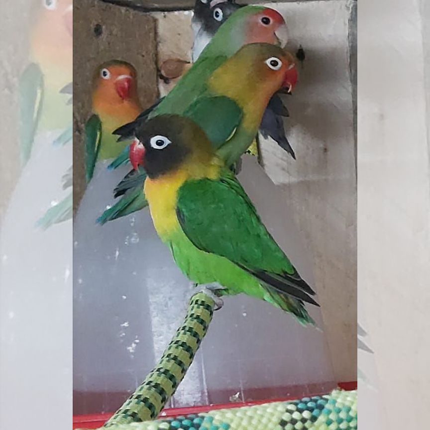 Попугай неразлучник