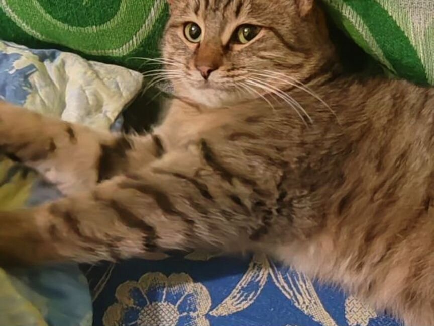 Кошка в дар бесплатно