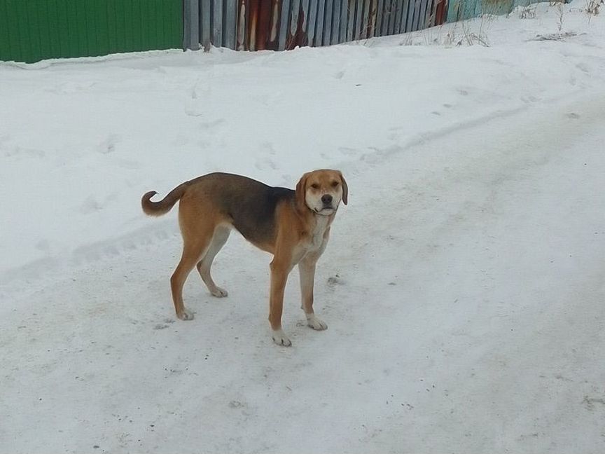 Русские гончие собаки