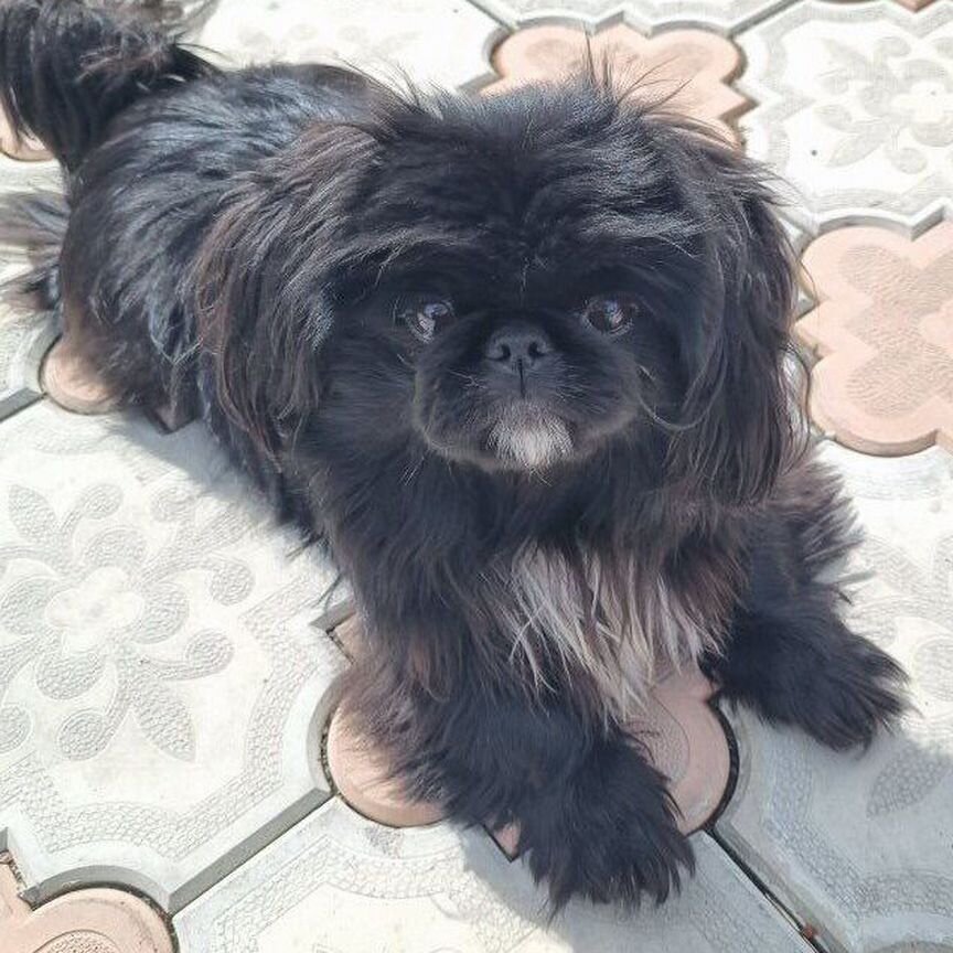 Пекинес, щенок