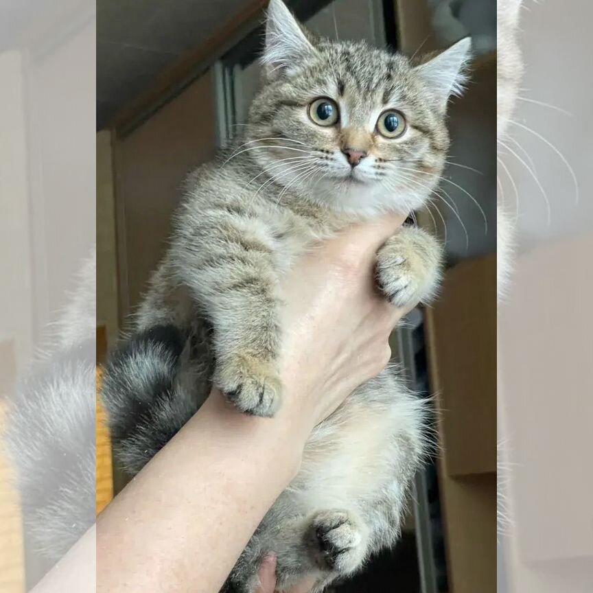 Котёнок в добрые руки