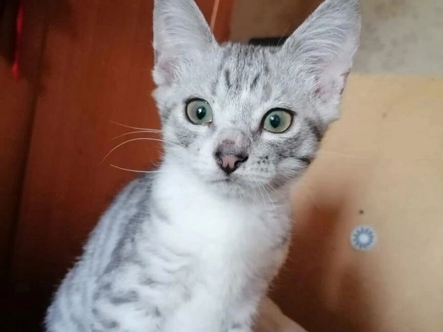 Котенок Степаша