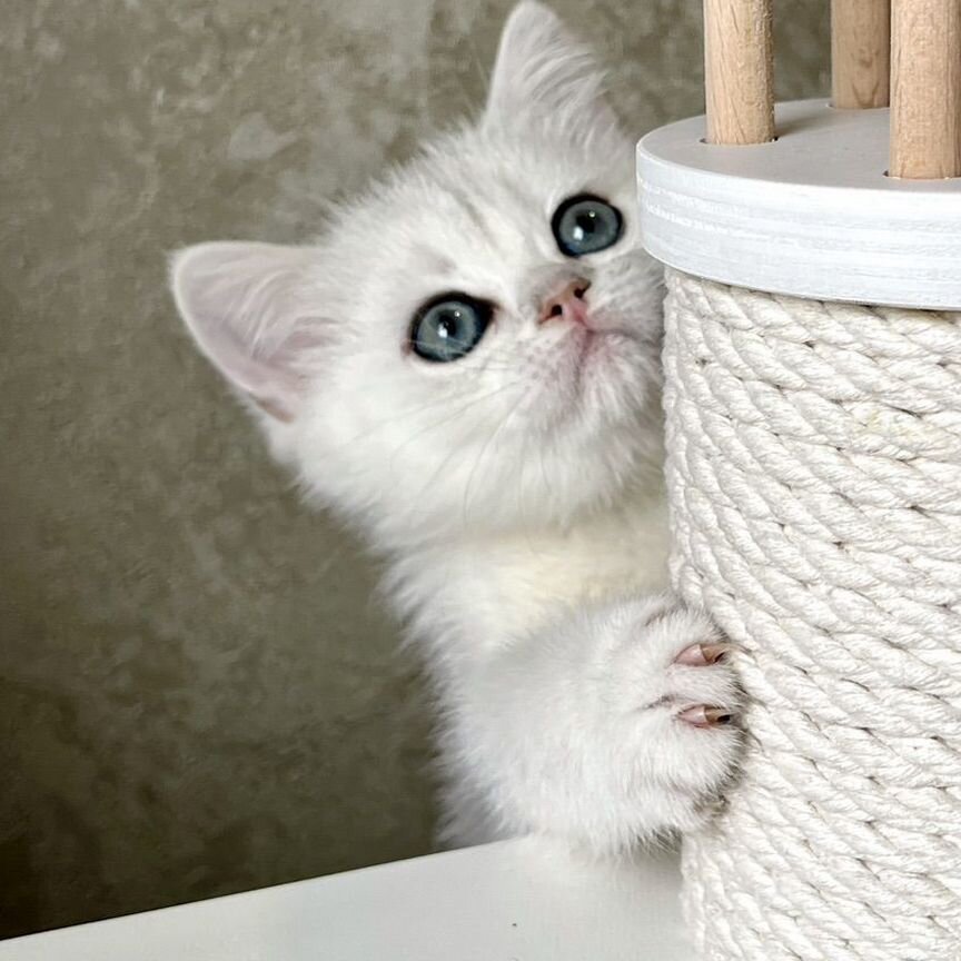 Британская серебристая шиншилла мальчик