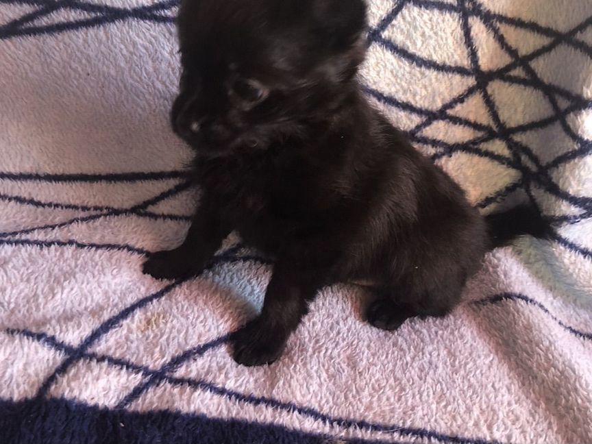 Ушастик и Пушистик