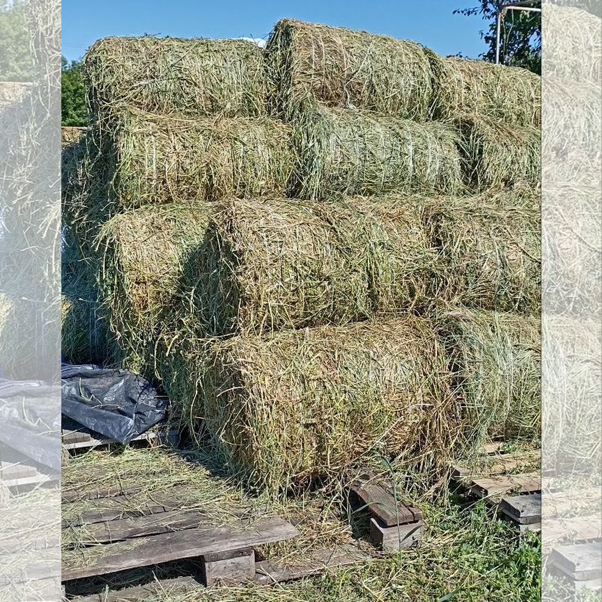 Продам сено в малиньких рулонах
