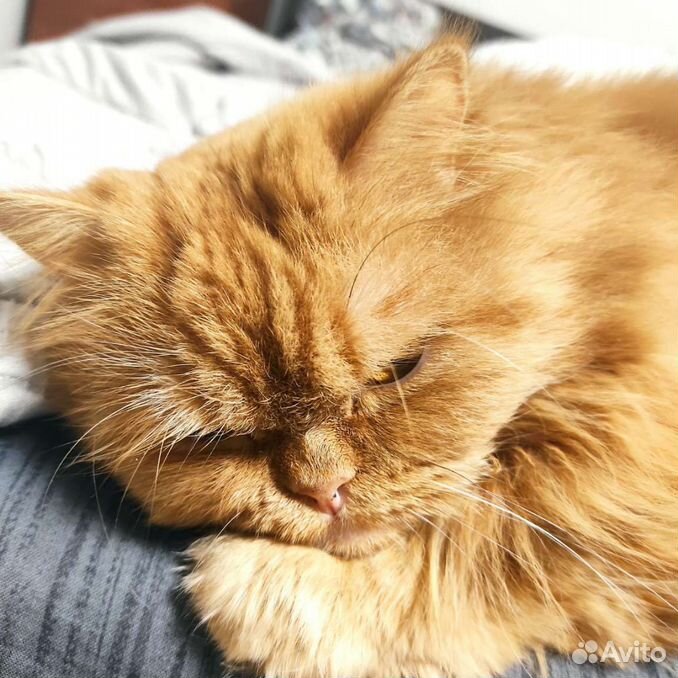 Персидский кот