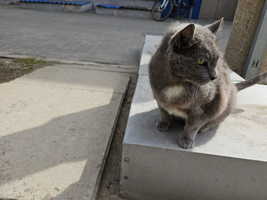 Подкинули к клинике беременную кошечку
