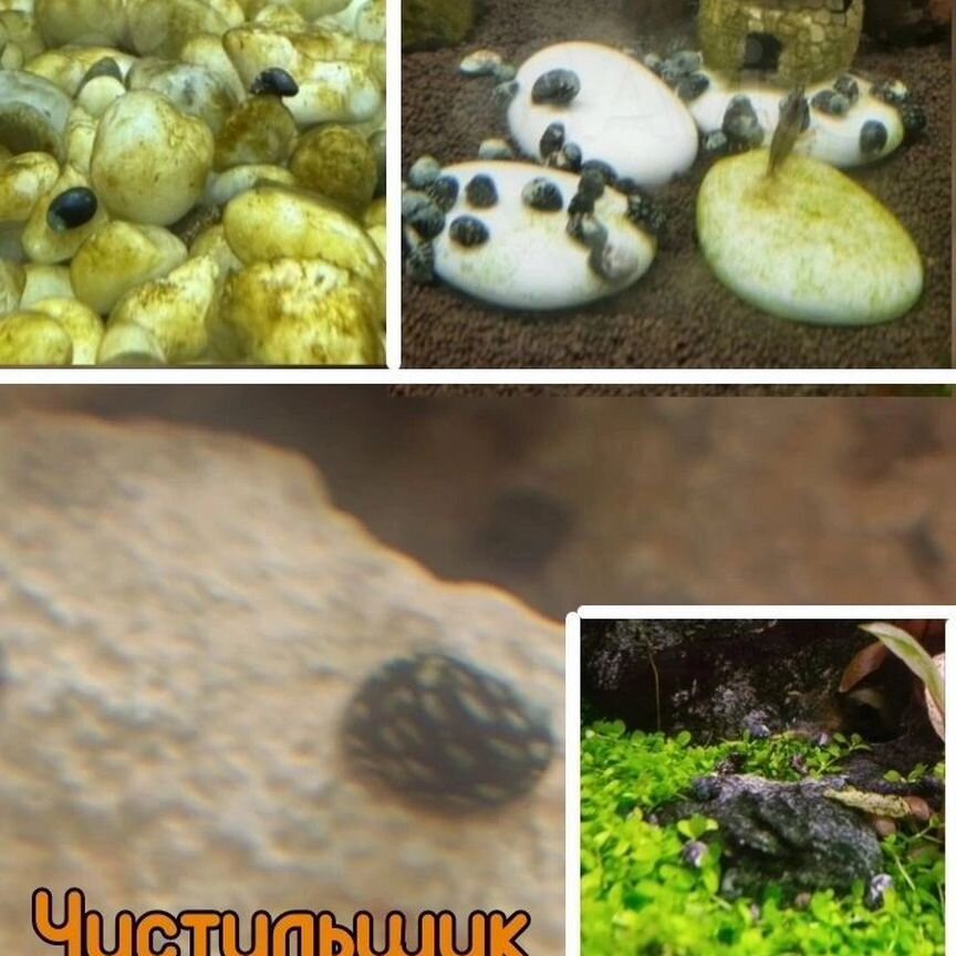 Аквариумная улитка-водорослеед