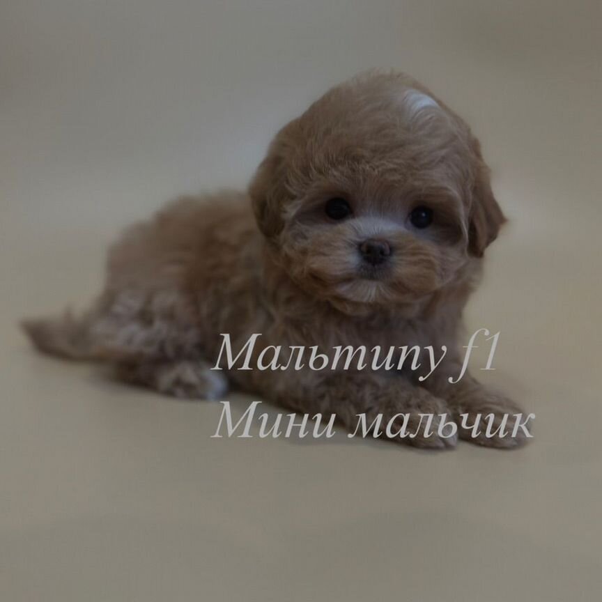 Мальтипу f 1 мини мальчик