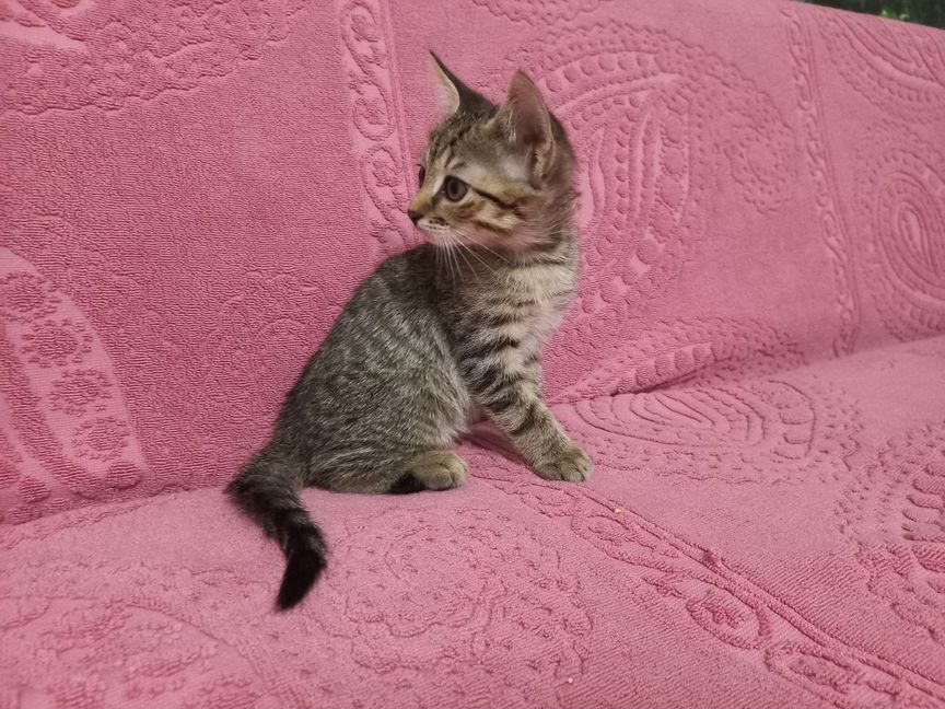 Котята в добрые руки бесплатно