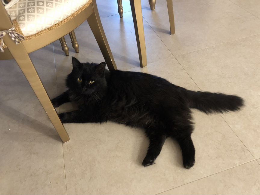 Кот