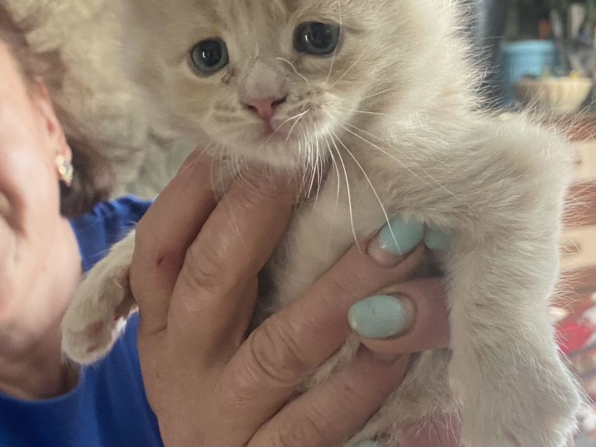 Котята мейн-кун персиковый 1 месяц от роду