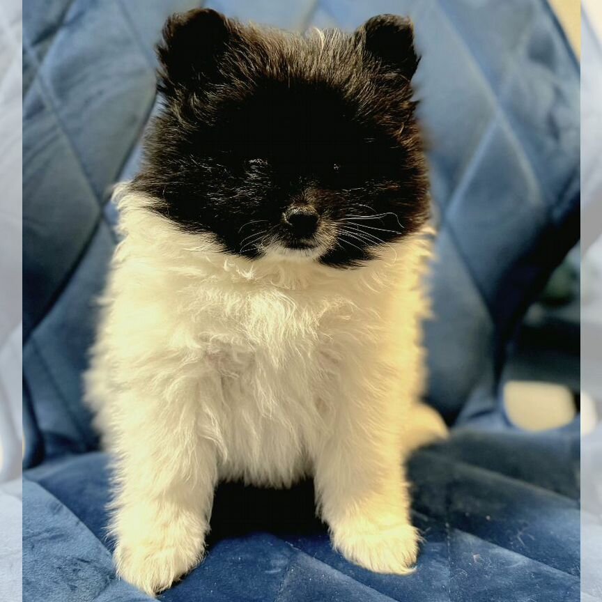 Немецкий шпиц, щенок