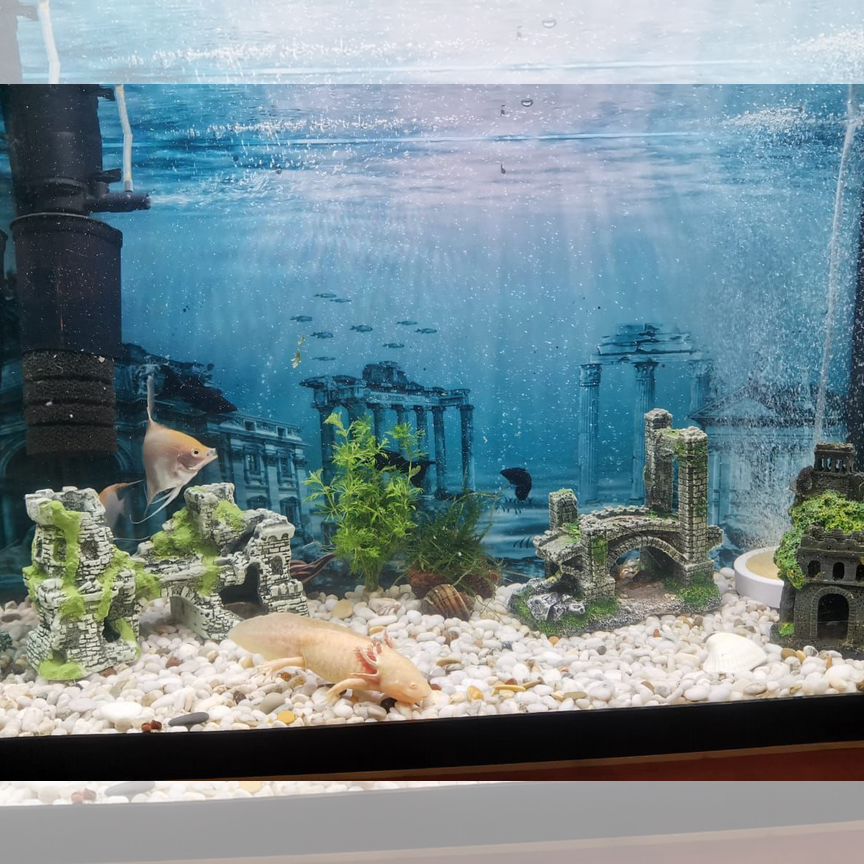 Продам аквариум с рыбками