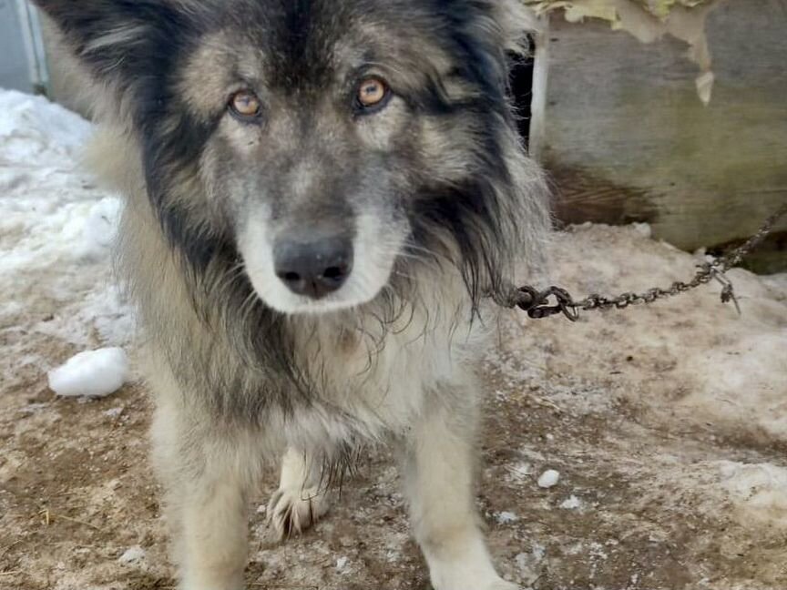 Собака в беде в добрые руки