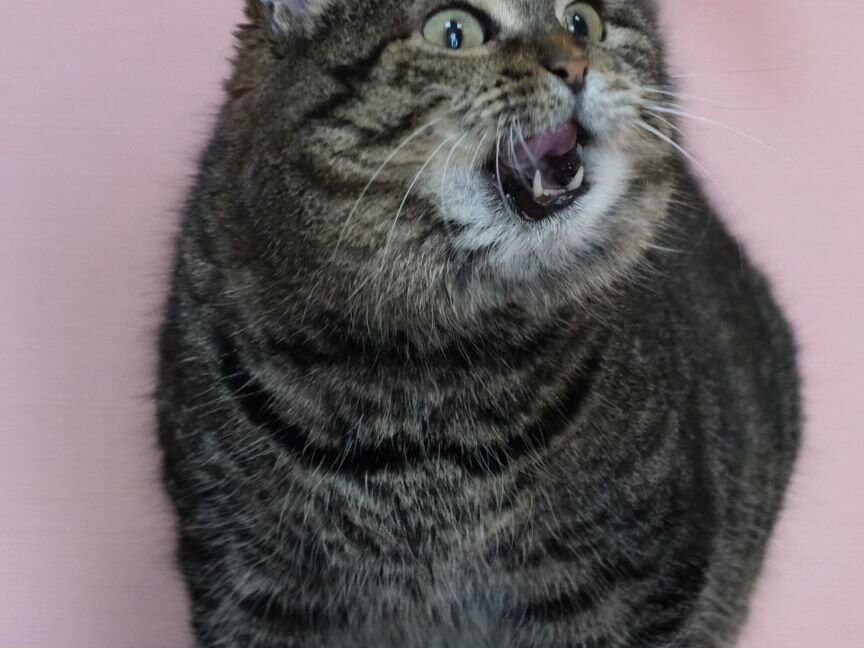 Кошка ищет дом