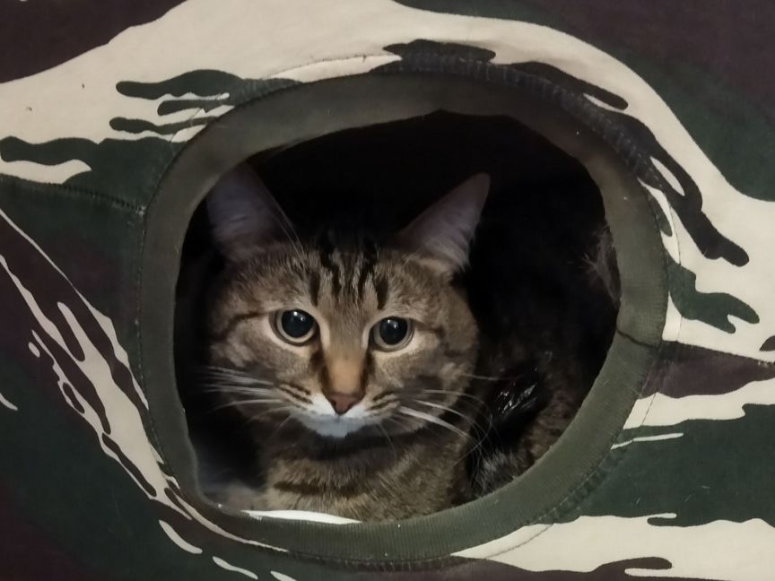 Кот Степан