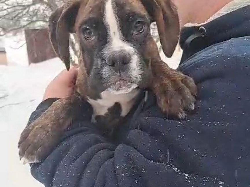 Щенки немецкого боксера