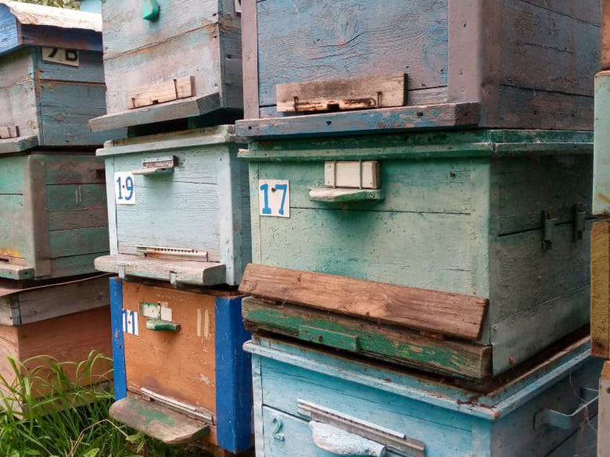 Ульи дадан 12 рамочные