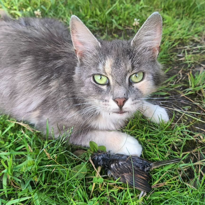 Кошка